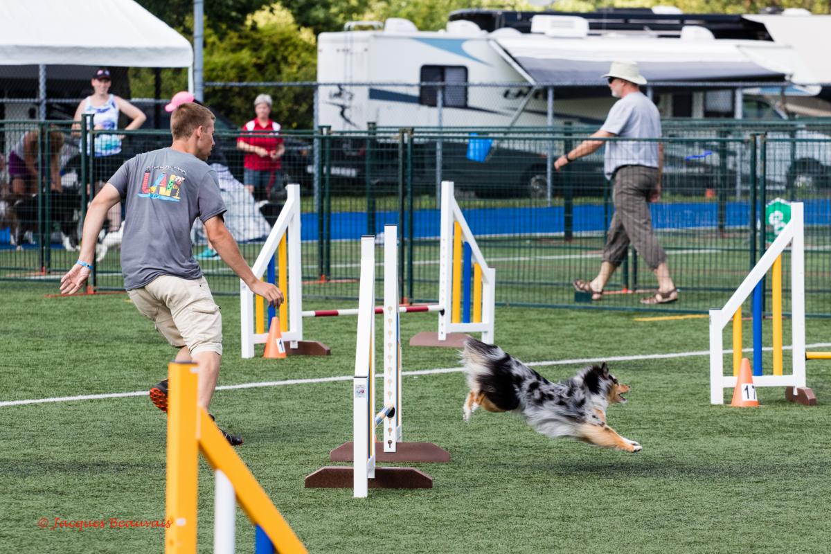 REGISTER A DOG TO COMPETE Aac ca
